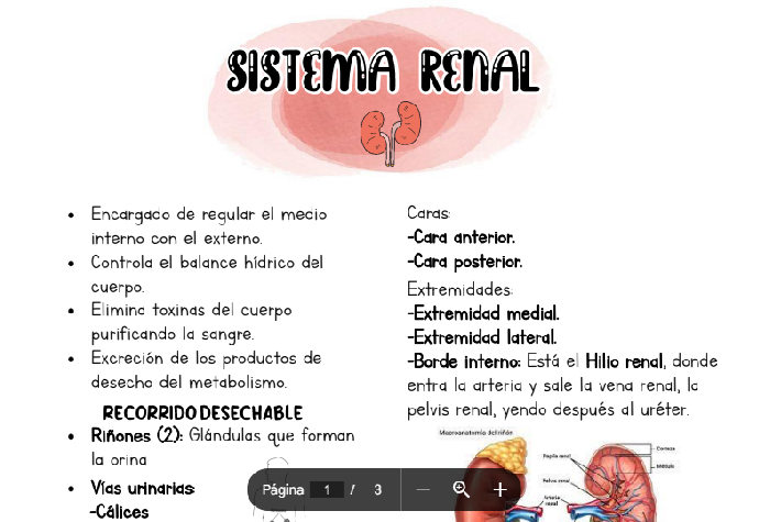 Sistema Renal :: Apuntes de Obstetricia