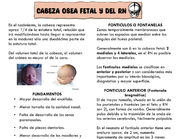 Cabeza osea fetal y del Recien Nacido :: Apuntes de Obstetricia